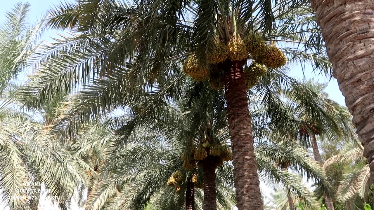Awamia. Palmtrees farms. - YouTube