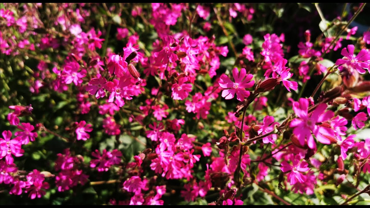 Red Campion and Ragged Robin - YouTube