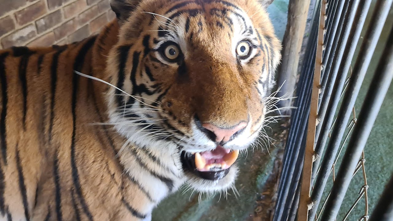 Michael jamison is live! - YouTube