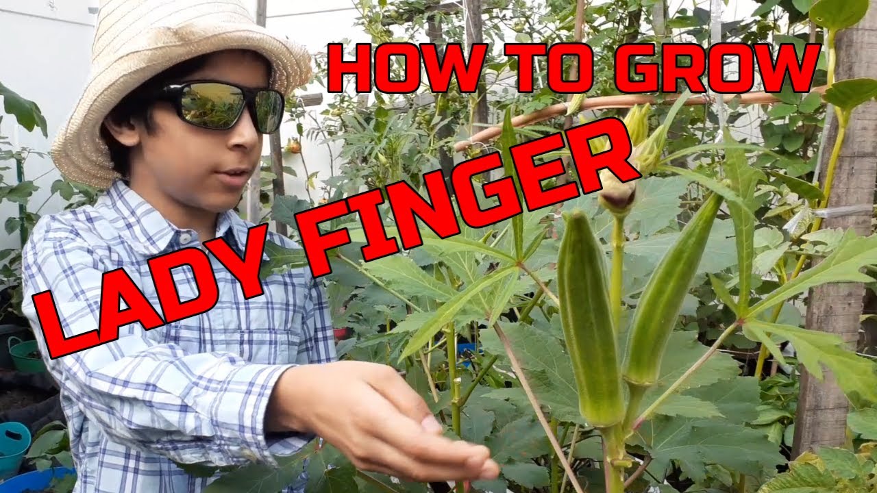 How to Grow Lady Finger in Containers or Grow Bags - YouTube
