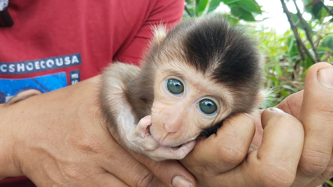 Baby monkey Beni is moody, seeing the actions of baby monkey Boni - YouTube