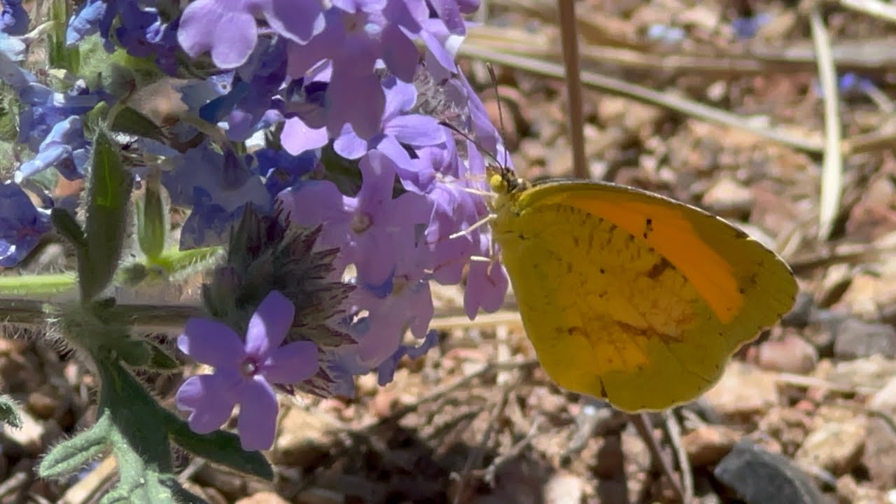 AZ Plant Reviews - Goodding’s Verbena (Glandularia gooddingii) - YouTube