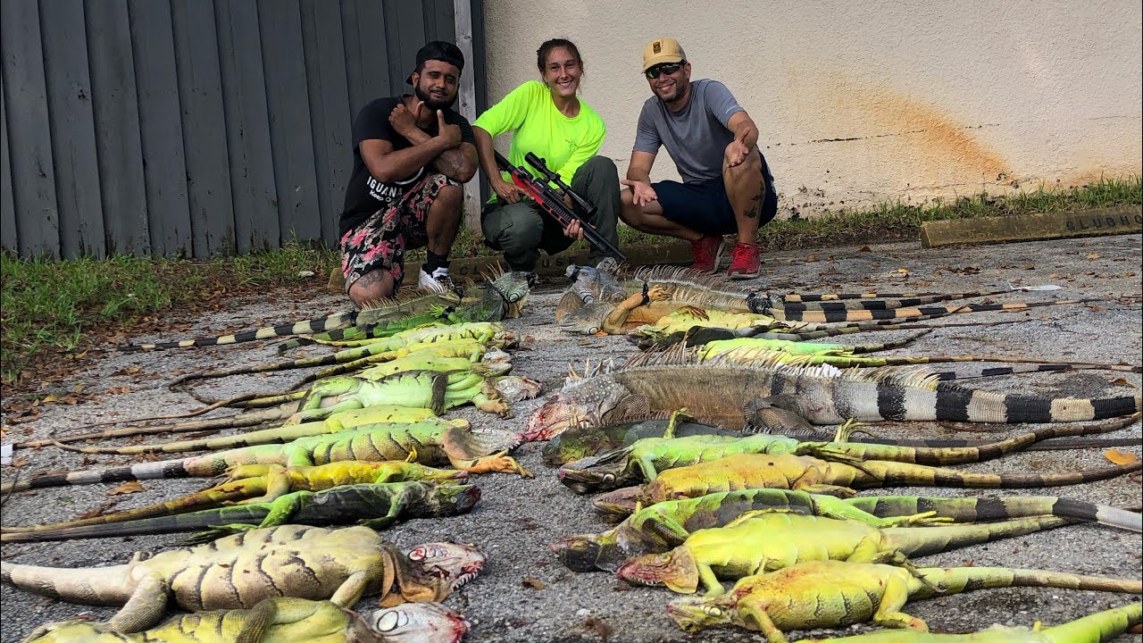 Pcp Air Rifle Iguana Hunting!! How Many Do We Catch? - YouTube