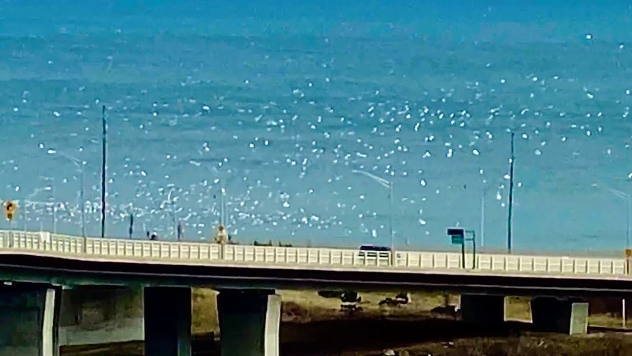 BIRDS DIVING 2 (ZOOMED) - YouTube