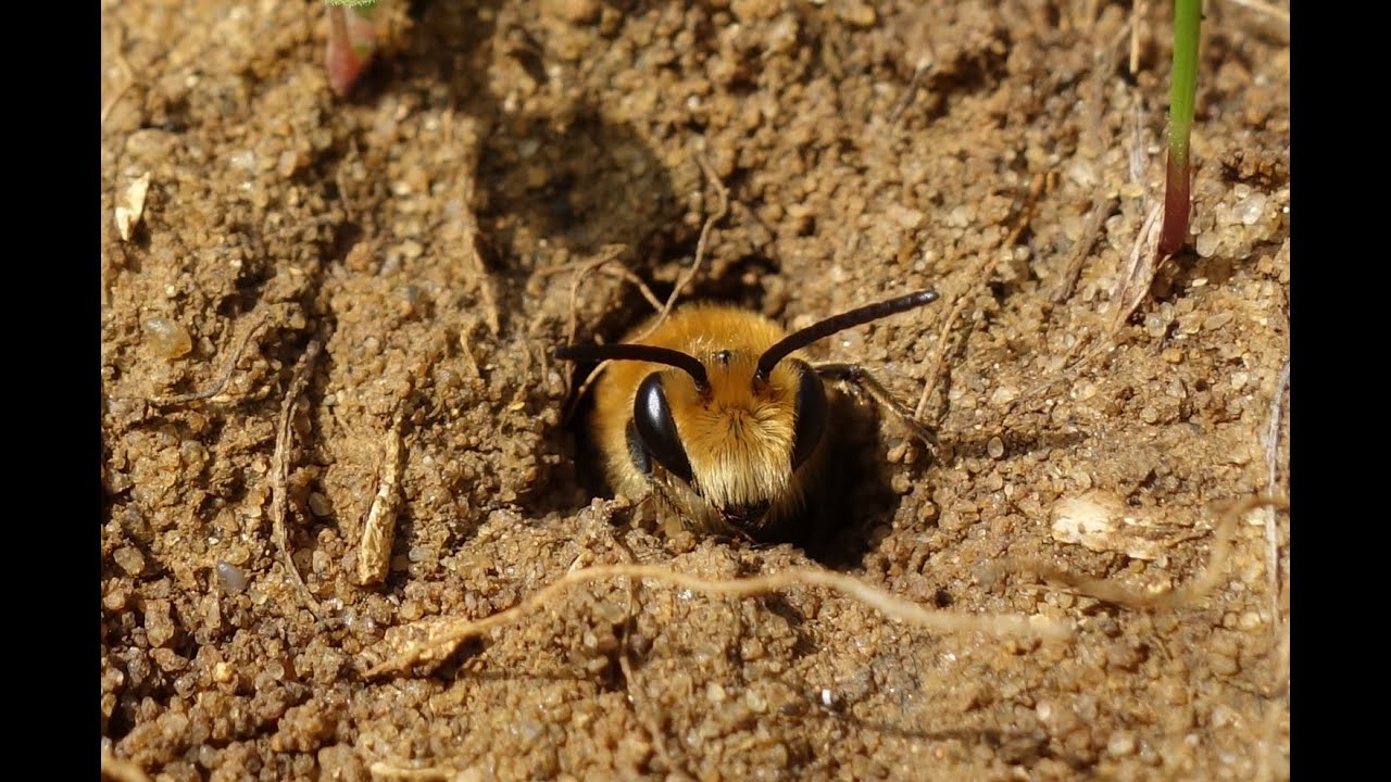 Observations at a large Ivy bee (Collletes hederae) nesting aggregation ...