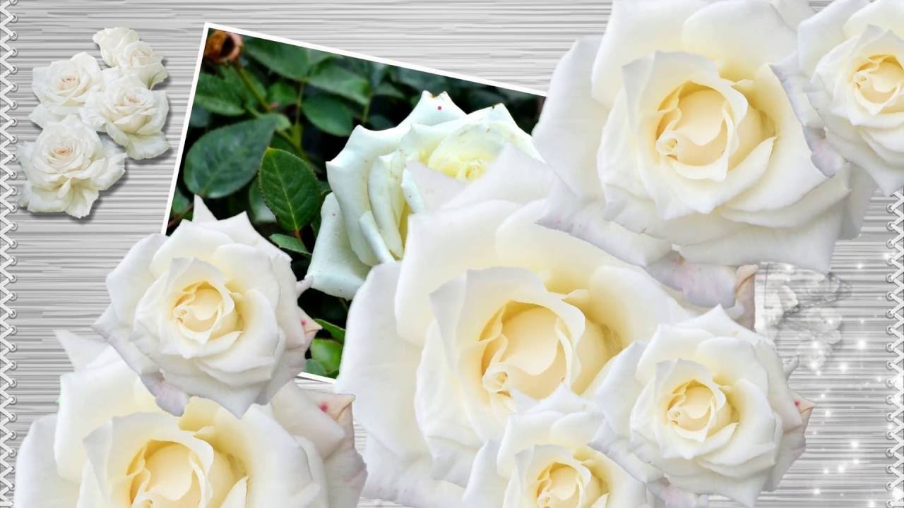 Okay - 7 baltas rozes. - YouTube