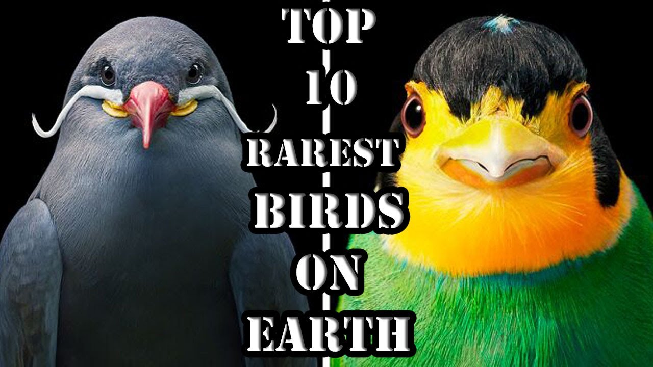 Top 10 Rarest Bird On Earth - YouTube