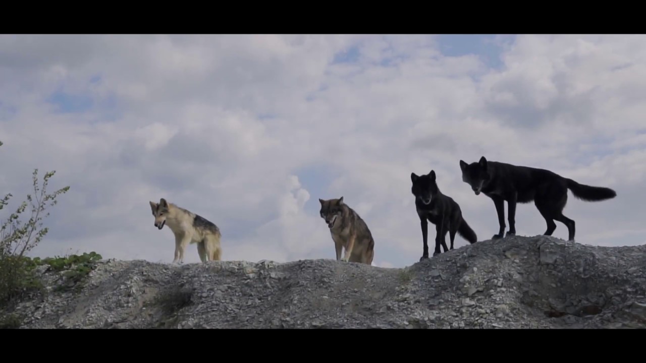 Making of Film Wölfe | Wolf attack | Wolf Angriff | animalconcepts.de ...