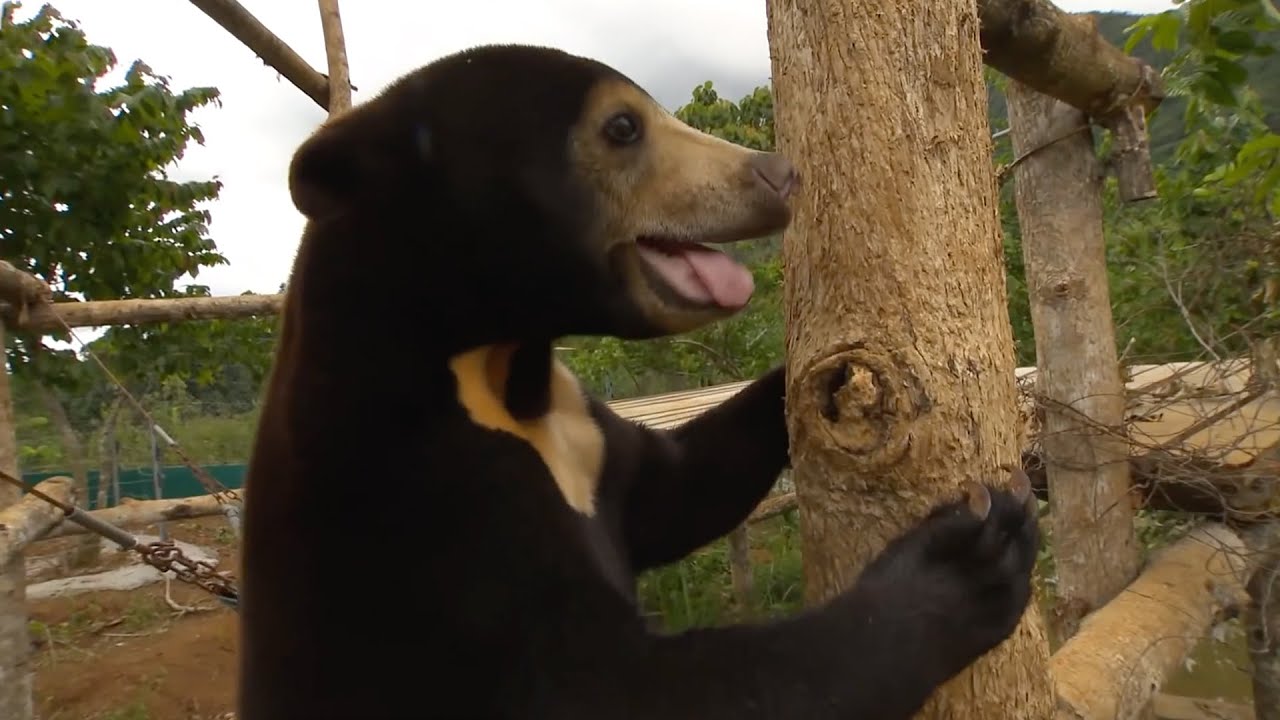 Filming Baby Sun Bears Is NOT Easy! | Bears About The House | BBC Earth ...
