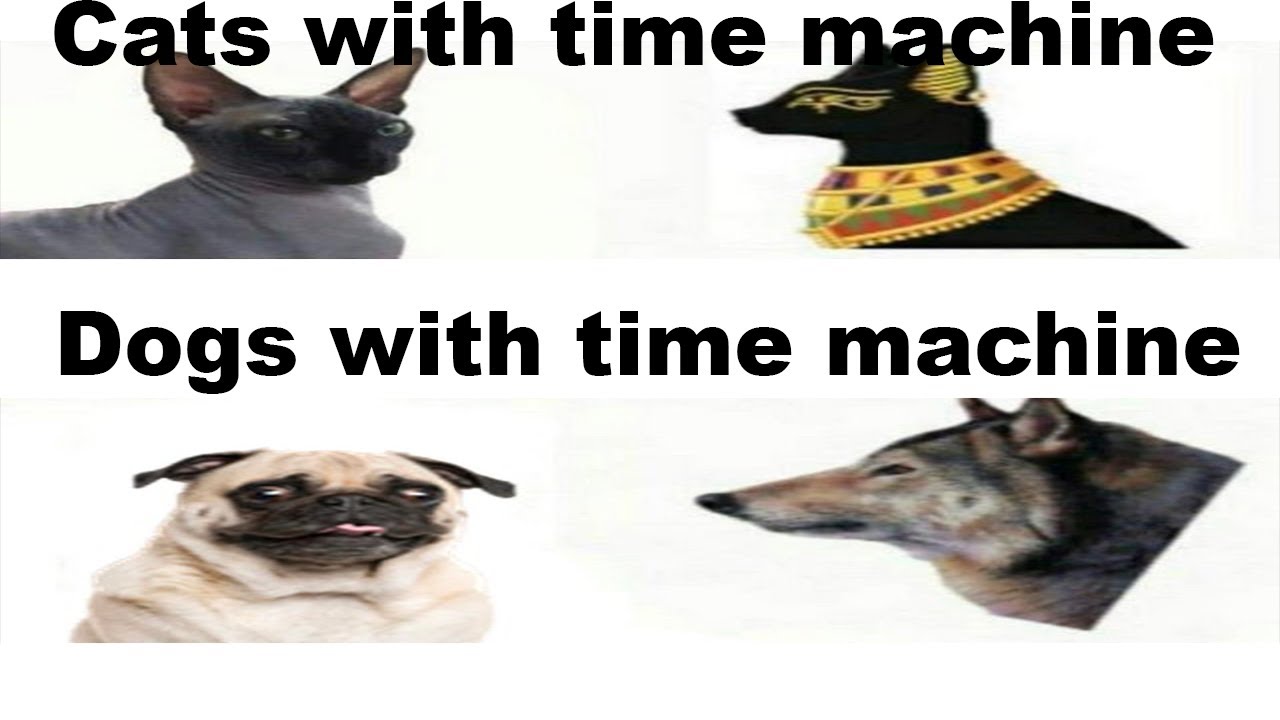 Cats vs Doggs With Time Machine Memes - YouTube