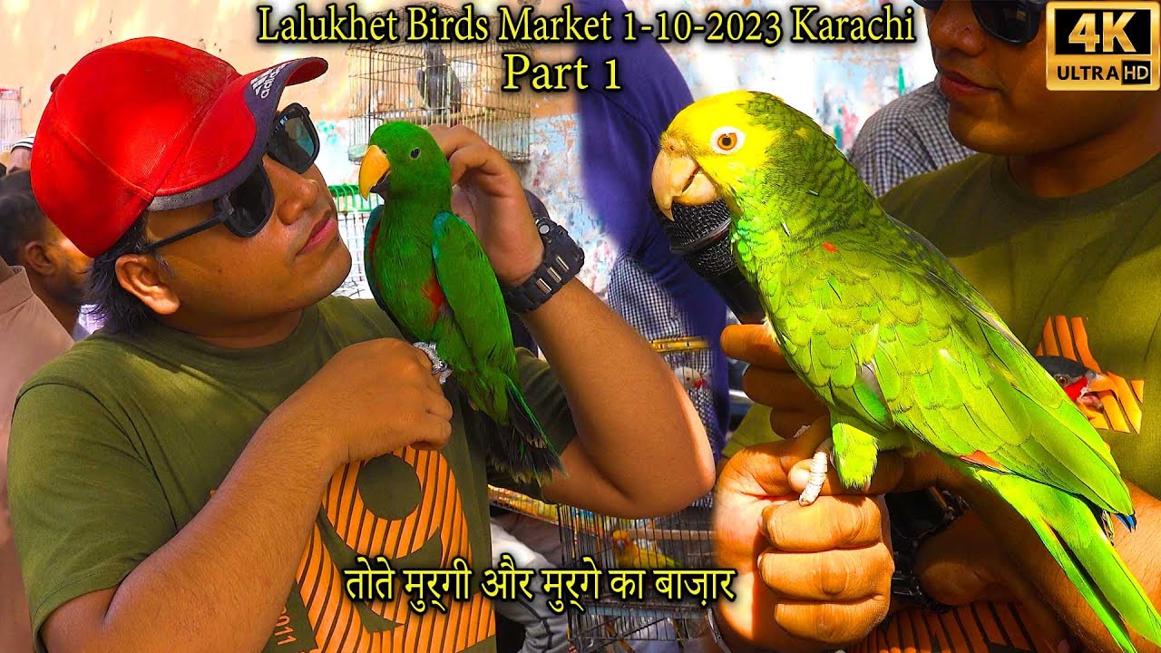 Lalukhet Exotic Parrot Hen and Rooster Birds Market Part 1 Karachi 1-10 ...