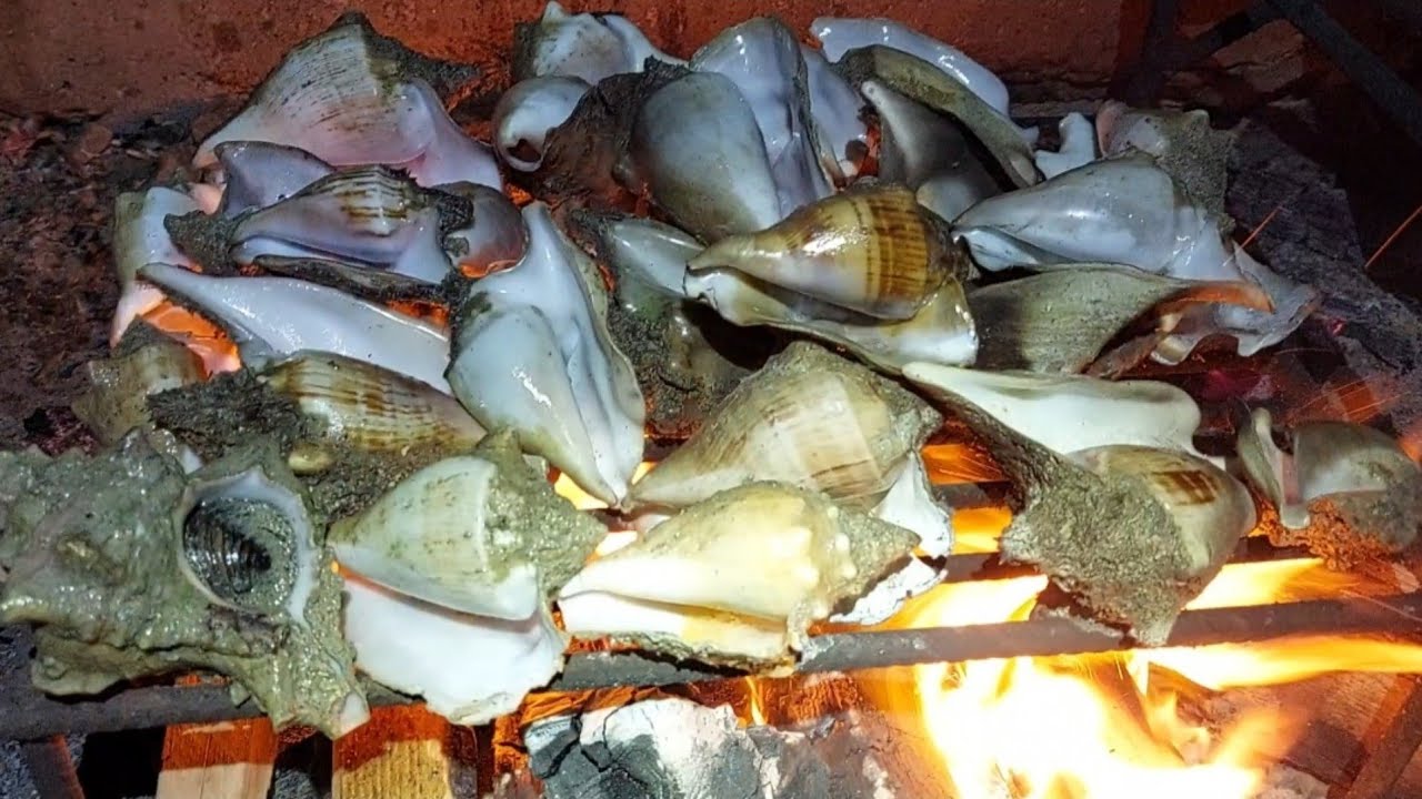 Saang | Sikad-sikad or Spider Shell sa Rabigh Saudi Arabia - YouTube