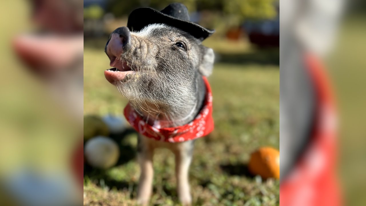 Meet 'Oattie' The Cutest Little Rescued Piglet | The Koala - YouTube