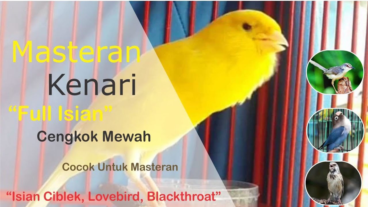 Masteran Kenari Full Isian Durasi Panjang Cengkok Mewah - YouTube