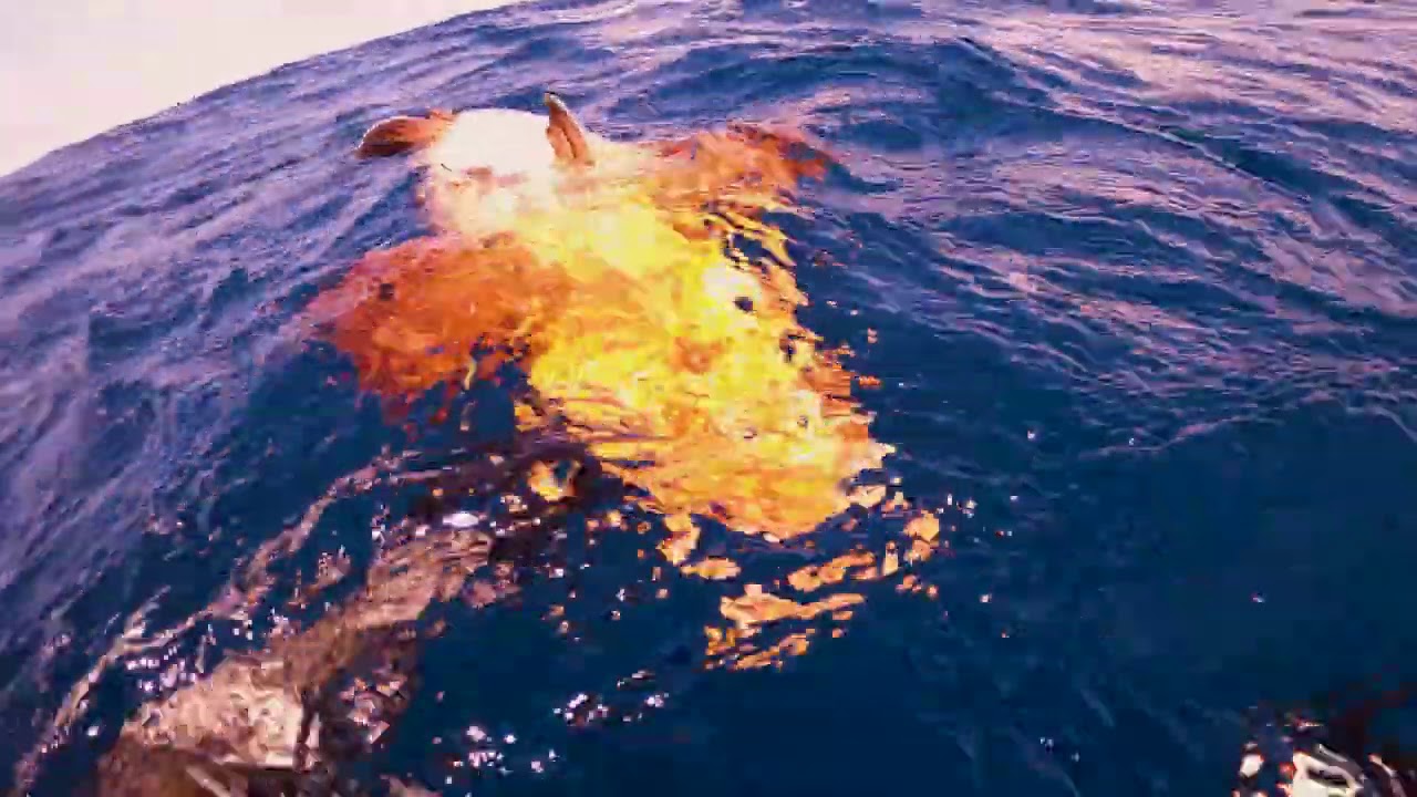 Ο Μεγαλος Ροφος...The Big Grouper...#Goprohero8 - YouTube