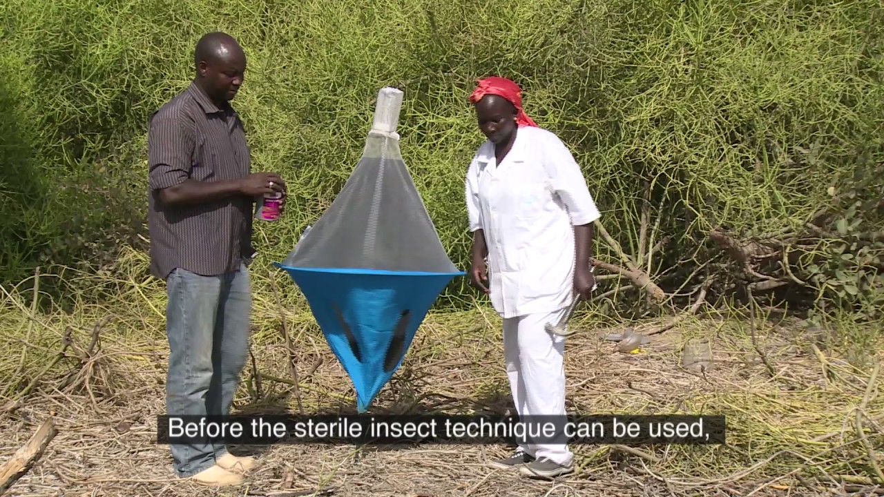 The IAEA and Food: Tsetse Fly Eradication - Senegal - YouTube