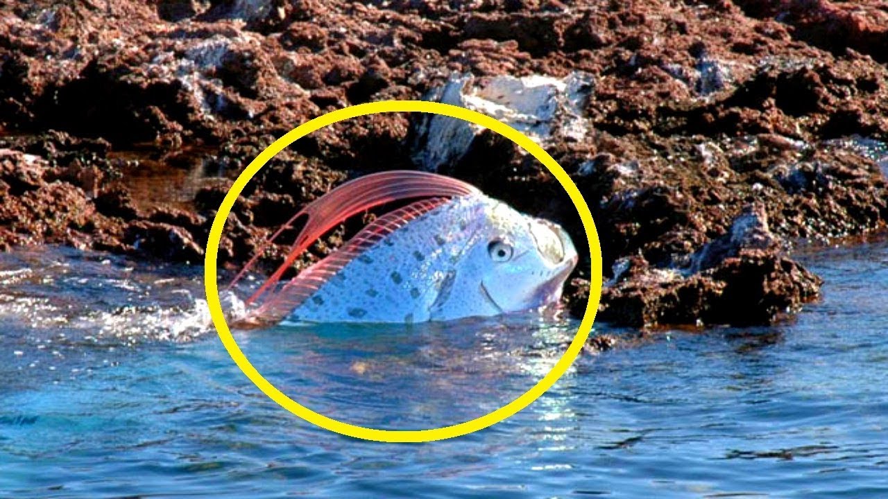 16 Strange Fish That Actually Exist In Our Waters - YouTube