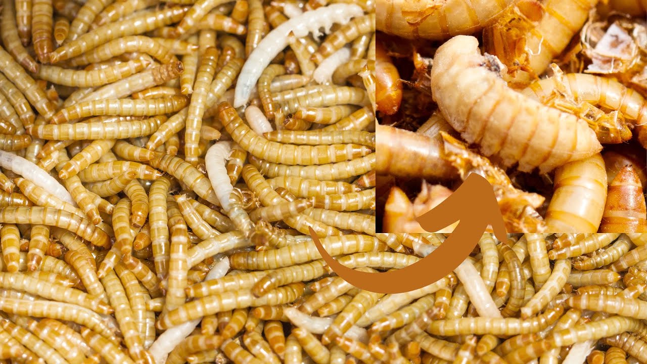 ¿Qué Hacer Cuando Tenemos PUPAS En el Criadero de GUSANOS de la Harina ...