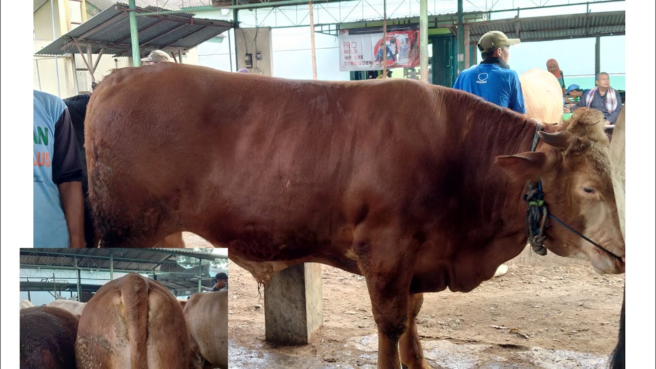 Sapi limosin semok dibandrol 22,5 jt - YouTube
