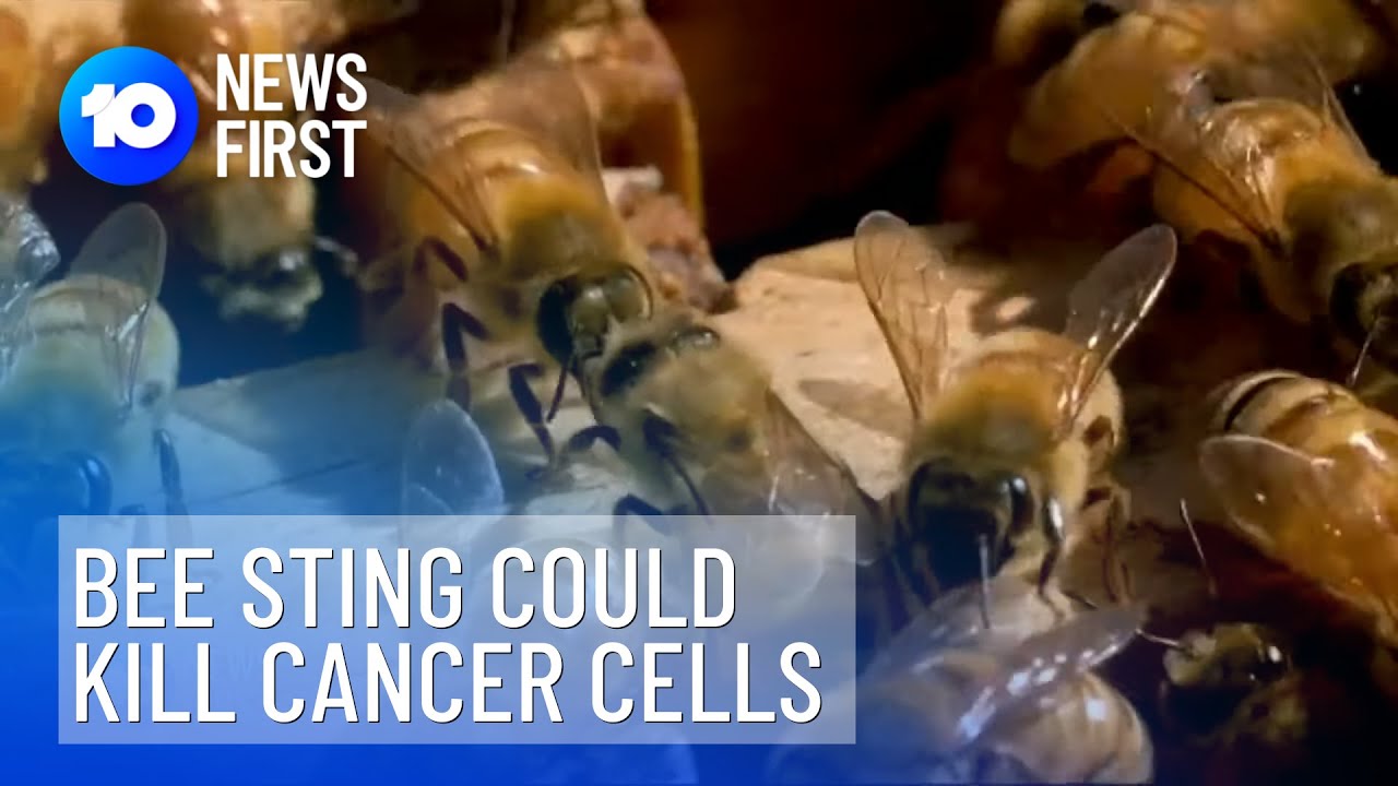 Breast Cancer Research Reveals Bee Sting Potential | 10 News First ...
