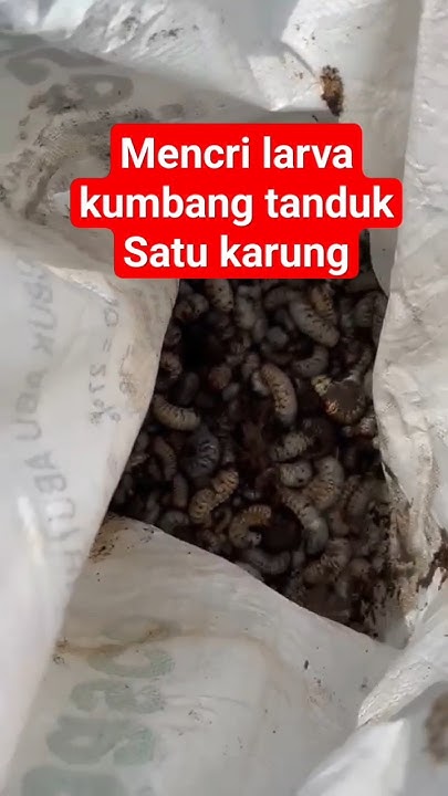 Mencari larva kumbang tanduk - YouTube