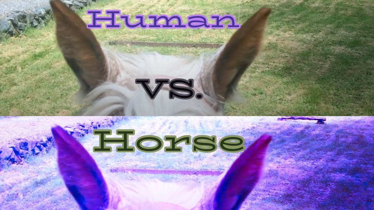 Human Vision VS. Horse Vision - YouTube