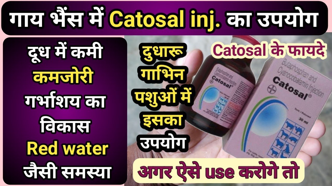 catosal injection ke fayde aur upyog | butaphosphan & cyanocobalamin ...