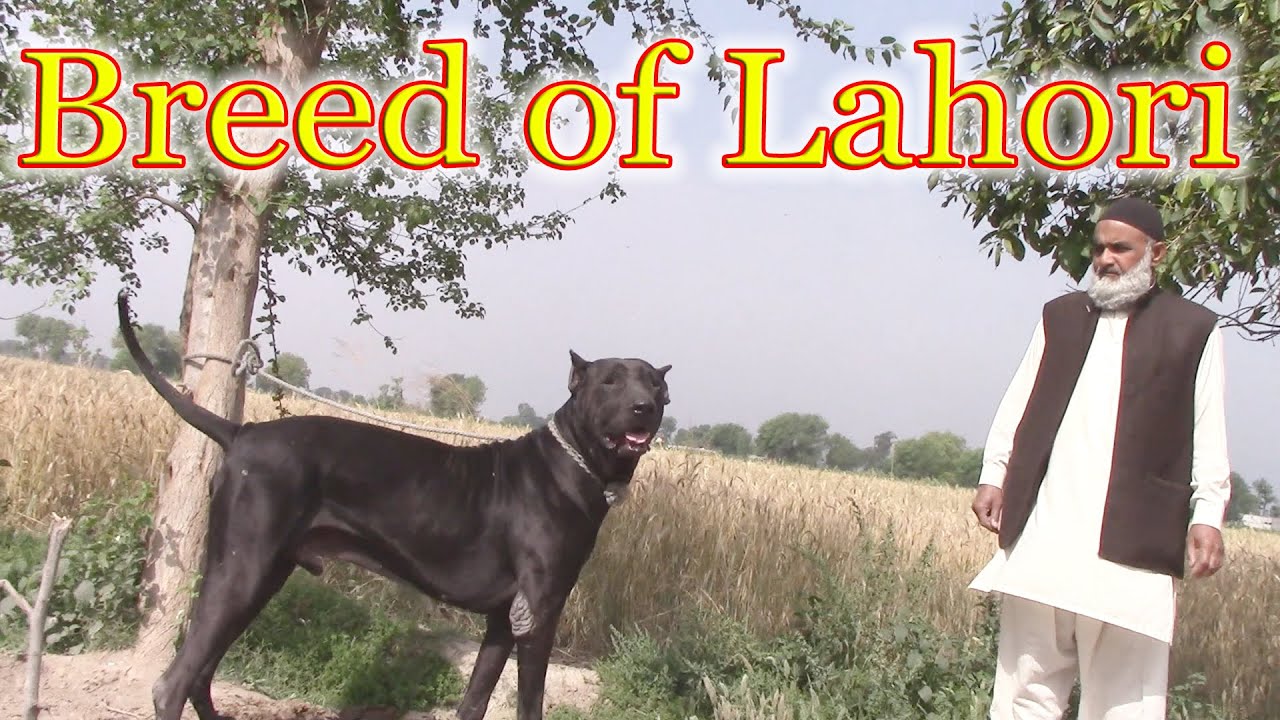 Black Bully Kutta Son of Happy Badmash Dog By Nafa TV HD - YouTube