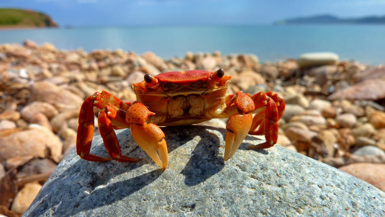 Bandages made of CRAB SHELLS could help wounds heal faster - YouTube