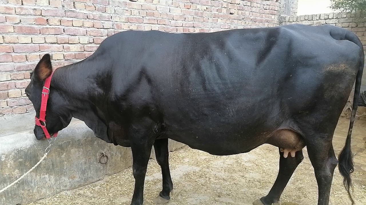 Watch Sahiwal Cow For Sale Sahiwal Cow For Sale In Punjab Pakistan YouTube watch-sahiwal-cow-for-sale-sahiwal-cow-for-sale-in-punjab-pakistan-youtube