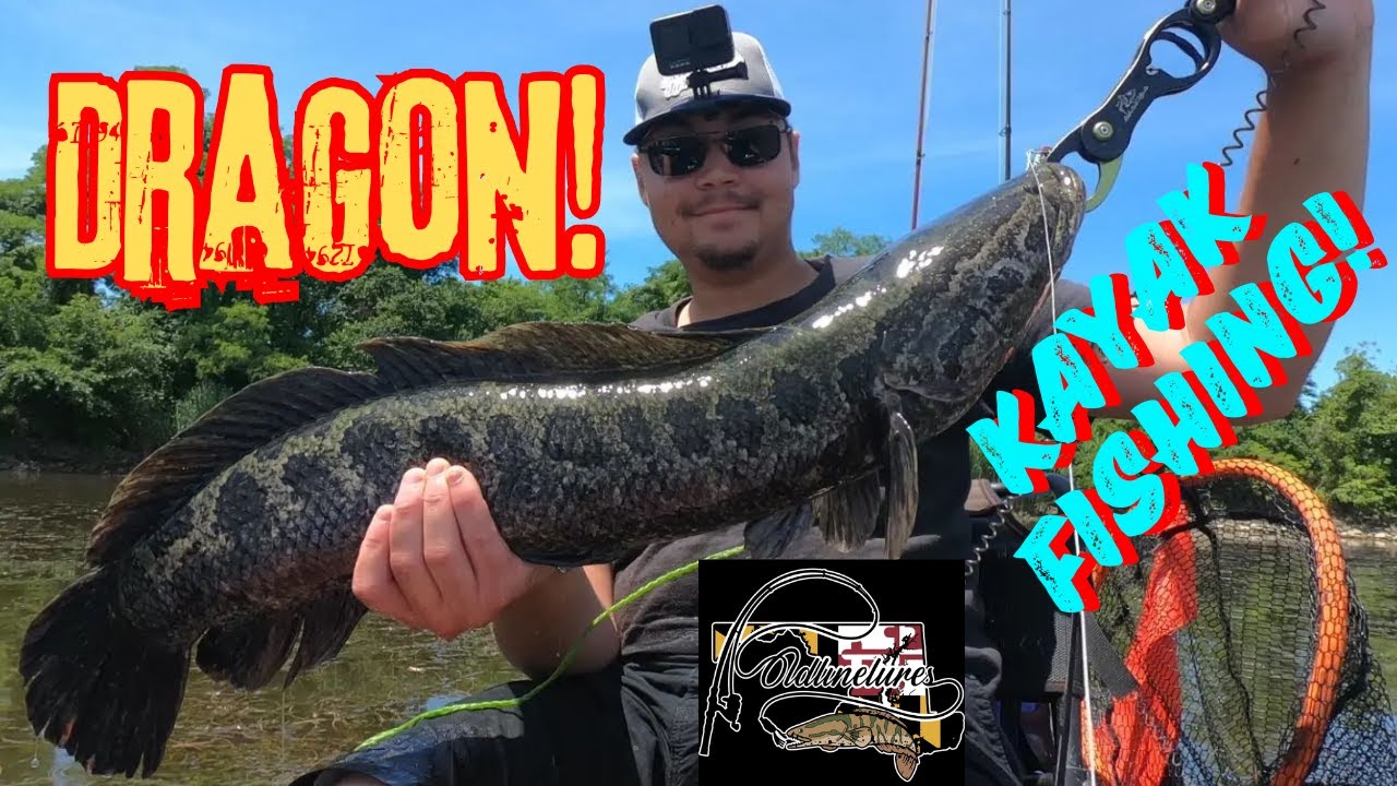 TOPWATER DRAGON!! Kayak Fishing Chesapeake Snakehead/Bass (New Lure ...