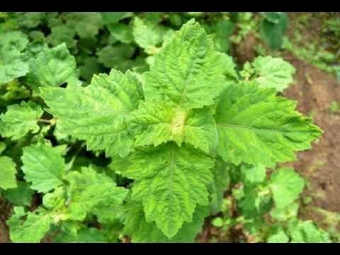 LUAR BIASA!! 15 Manfaat Daun Nilam untuk Kesehatan dan Kecantikan - YouTube