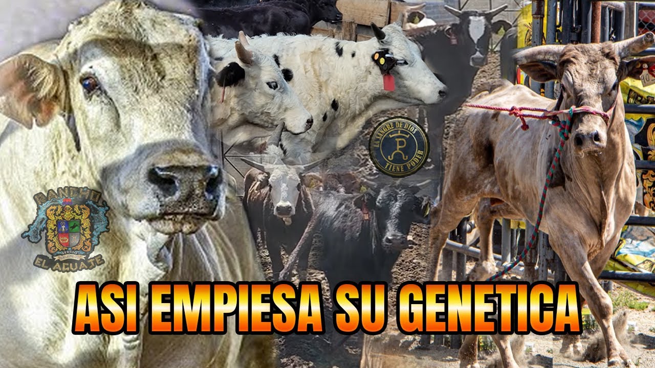 REPRODUCIENDO GENETICA del AGUAJE! G63, SABROSITO, PICO CHULO ¿? LOS ...