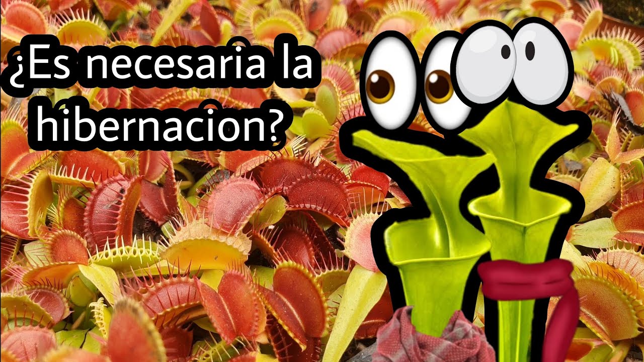¿Es necesaria la hibernación en las Plantas Carnívoras? - YouTube