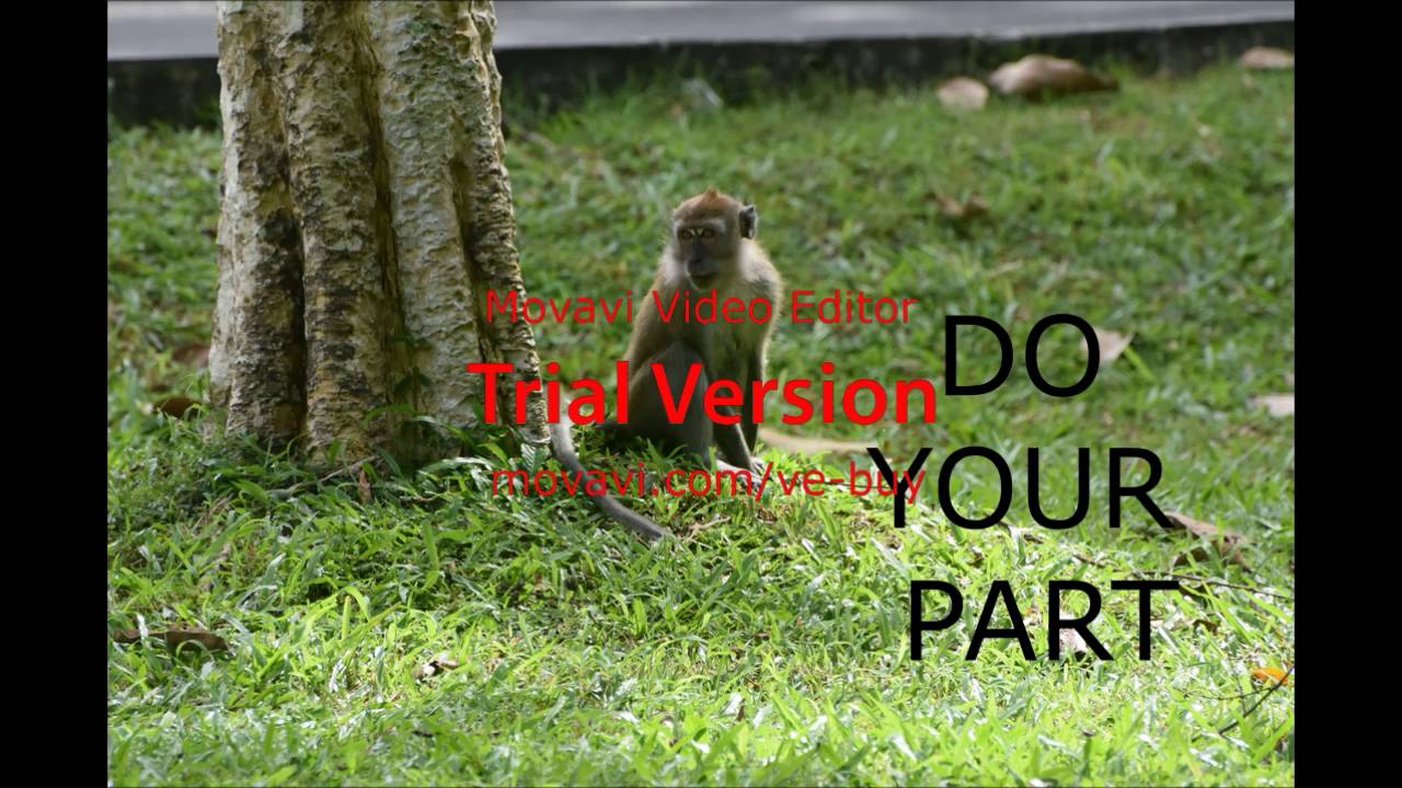 Save the monkeys!! Project Wildlife - YouTube