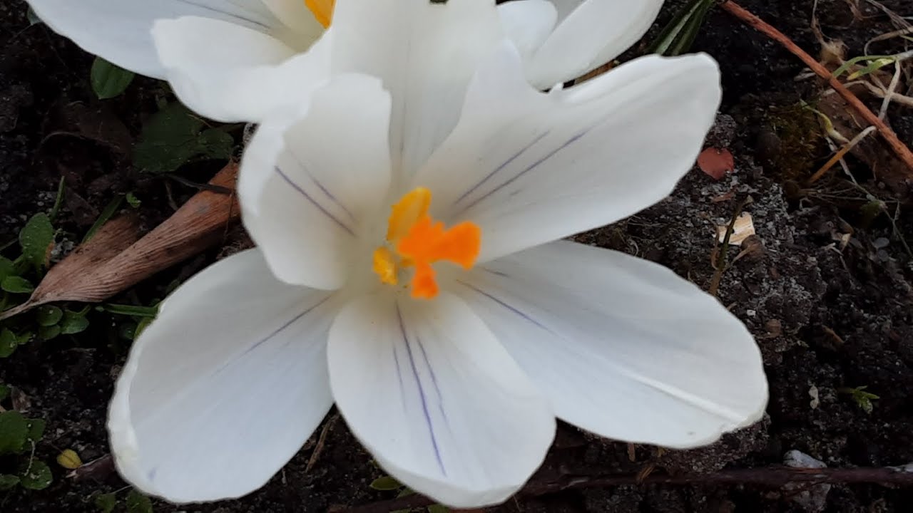 Finding flowers with Theo scientist(태호 과학자와 꽃찻기) - YouTube