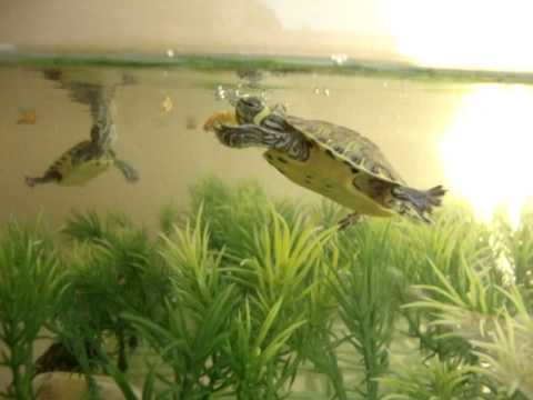 Tortugas de Florida de pico amarillo (Trachemys scripta scripta ...