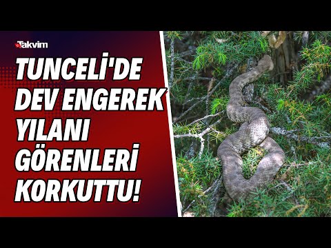 Tunceli'de dev engerek yılanı görenleri korkuttu! Boyu tam 2,5 metre uzunluğunda