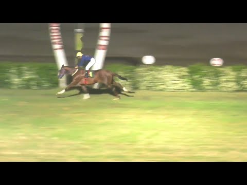 Pakistan Gold Cup 2800 Meter Winner Jim And Tonic Ridden By Jockey Amir Pervaiz Trained By AB Malik