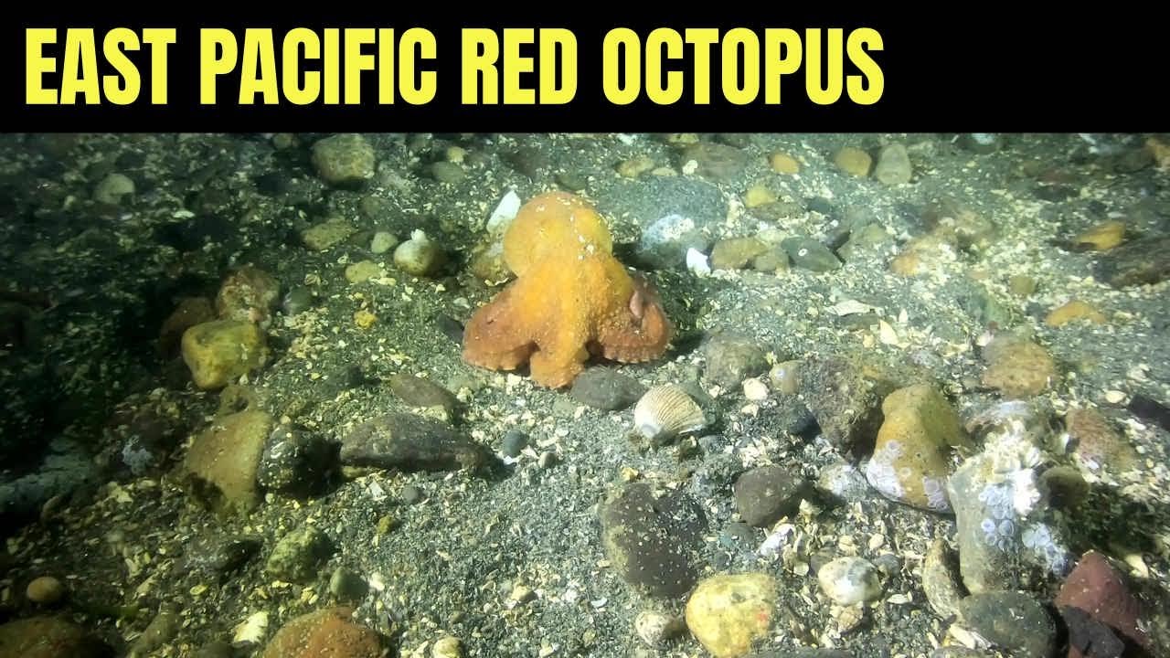 East Pacific Red Octopus 14 | Salish Sea Marine Wildlife - YouTube