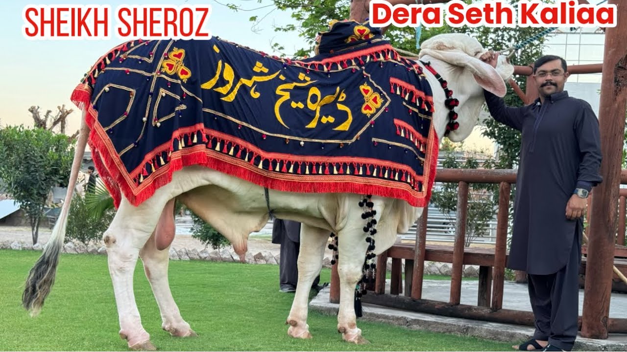Sheikh Sheroz- Dera Seth Kaliaa- Heavy bulls - YouTube