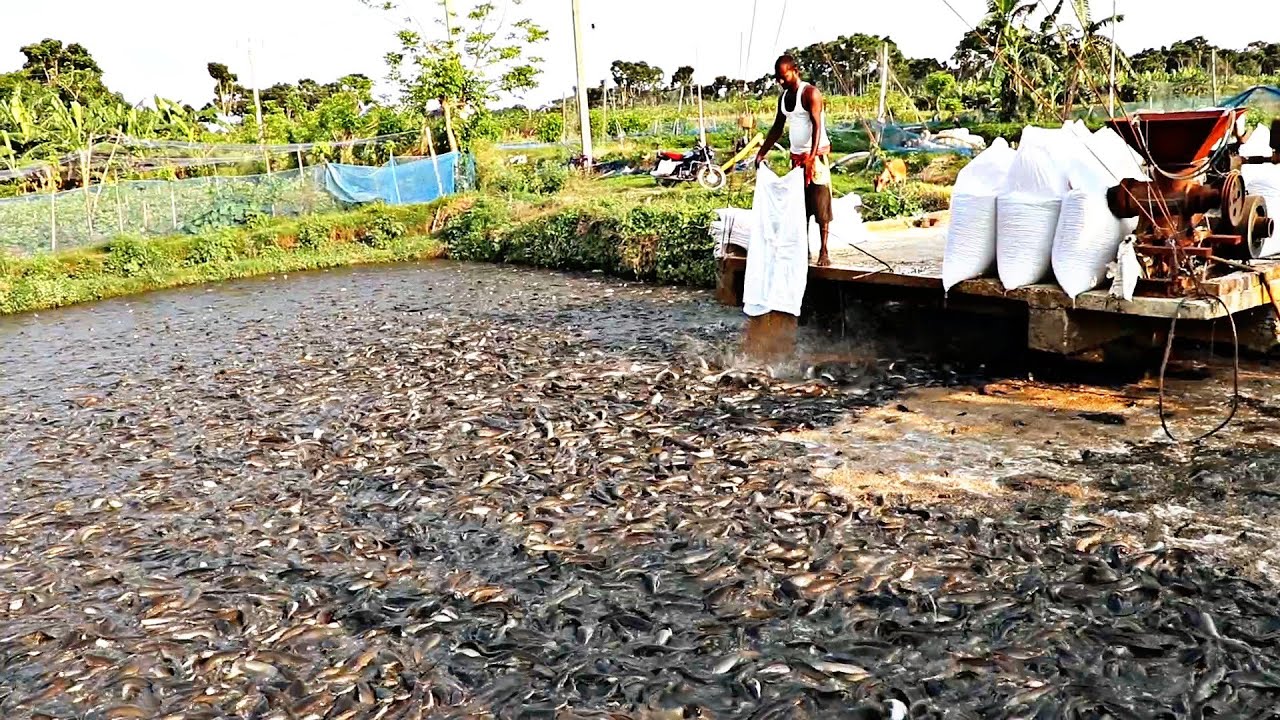 Hybrid Magur Fish Farming Business In India || Sambil memberi makan ...
