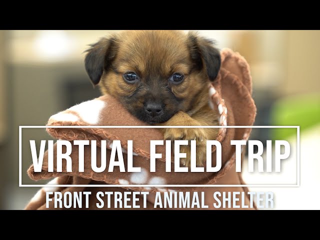 ALL- Elite Prep-Extension- What To D…: English ESL video lessons