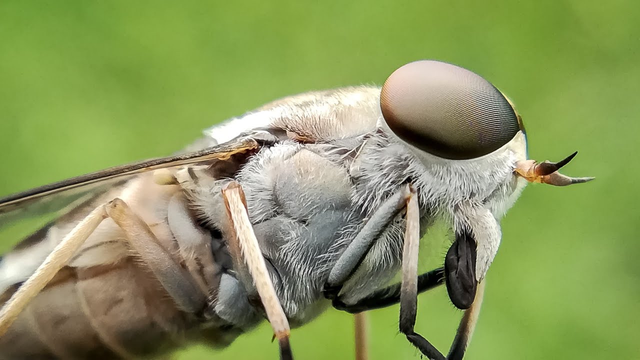 Big House fly - Huawei GR5 mini with 15 x Macro lens- Macro video - YouTube
