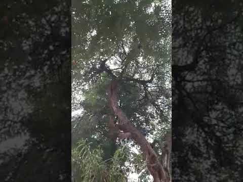 Bagerah climbed in tree Rajasthan Village - YouTube