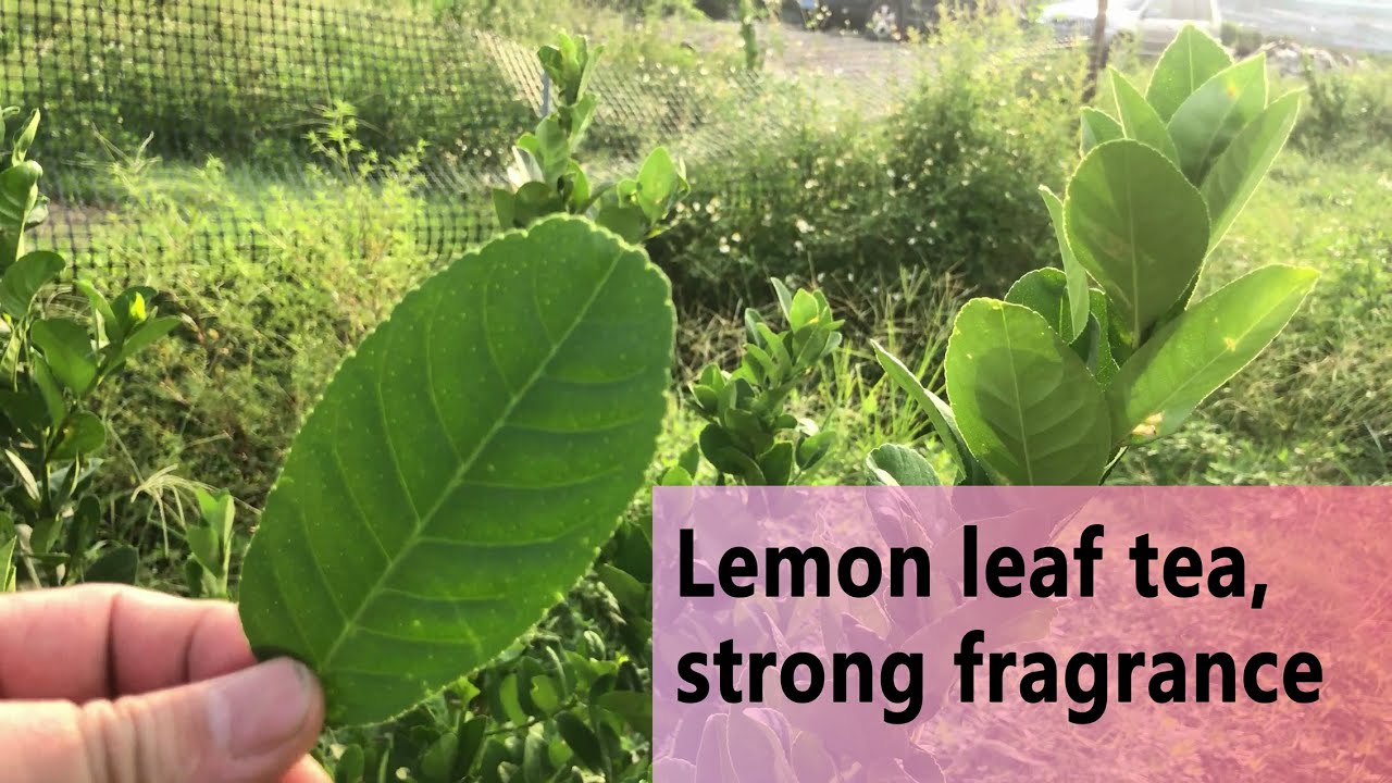 Lemon leaf tea, strong fragrance - YouTube