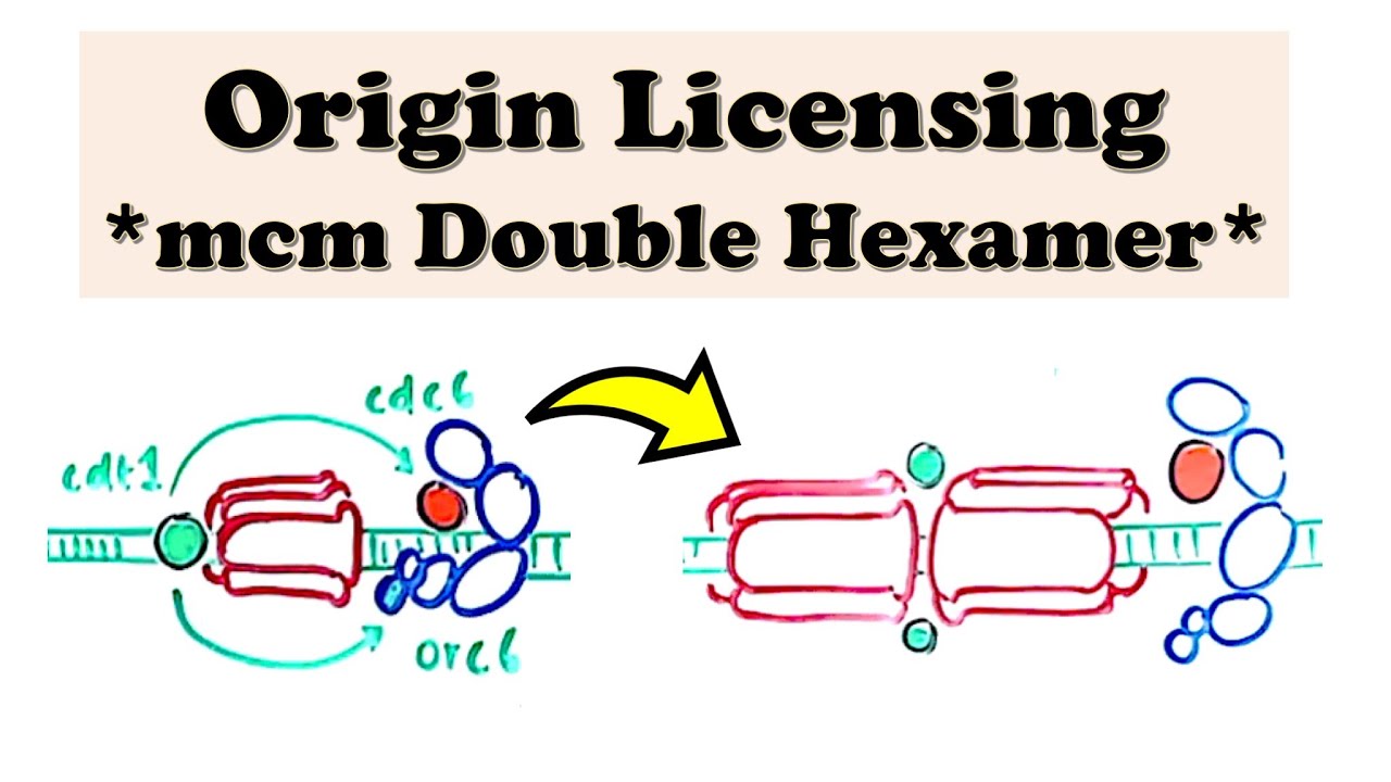 DNA Replication (Eukaryote) INITIATION - Origin Licensing - cdt1 ...