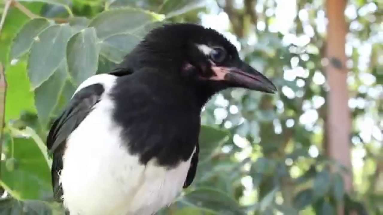 What happens when a magpie joins the family - YouTube