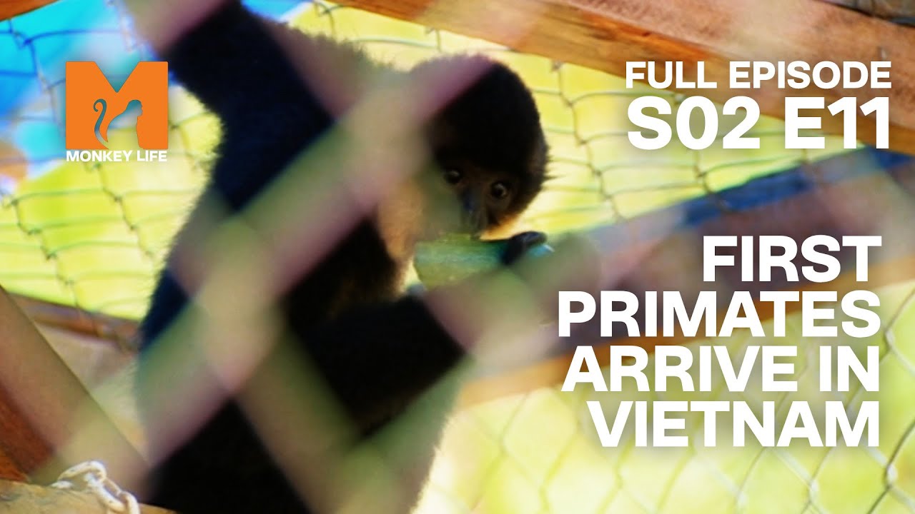 Monkeys Move In | Season 2 Episode 11 | Full Episode | Monkey Life ...