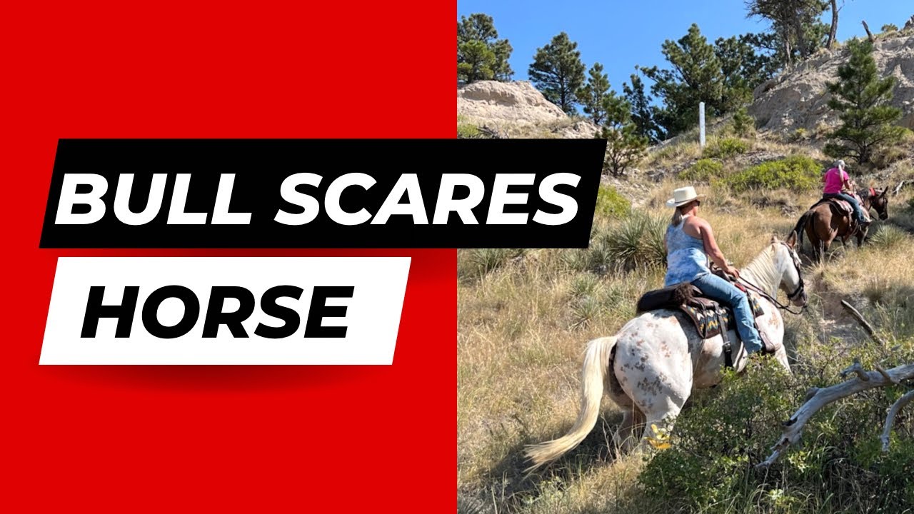 Longhorn Bull Scares Horse - YouTube